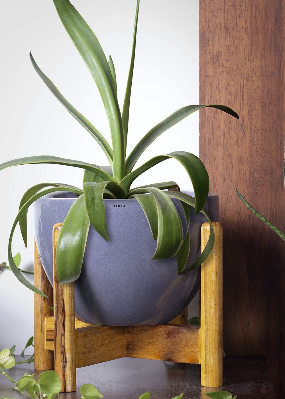 Get Echoing Eternity Planter - Fat -Wooden Stand - Medium at ₹ 2099 ...