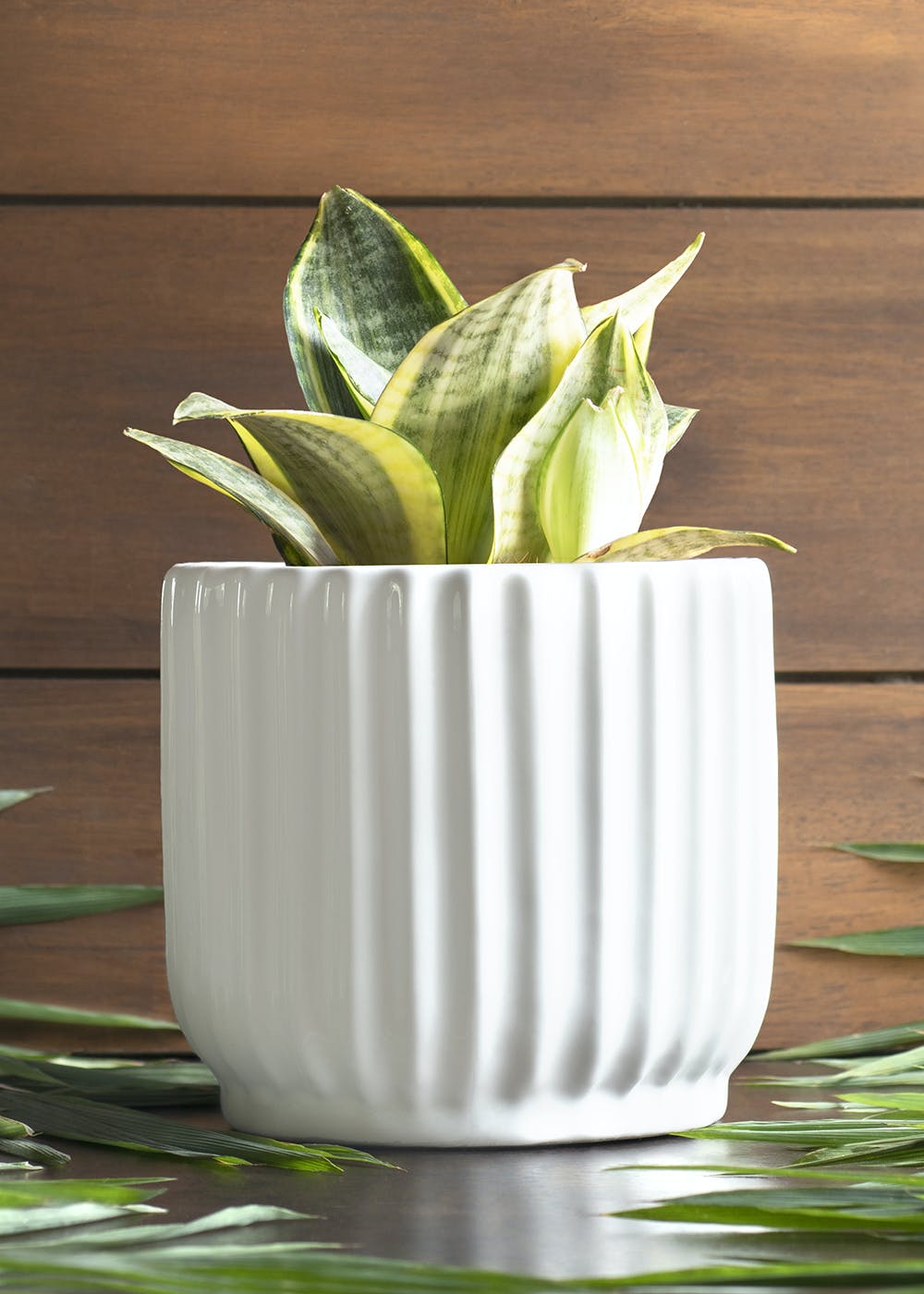 Get Pheonix Planter - Small at ₹ 1299 | LBB Shop