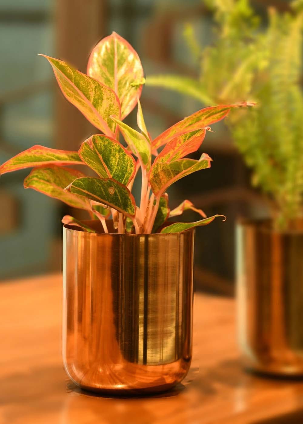Get Curved Glossy Metal Table Top Pot/Planter in Rose Gold at ₹ 1109 ...