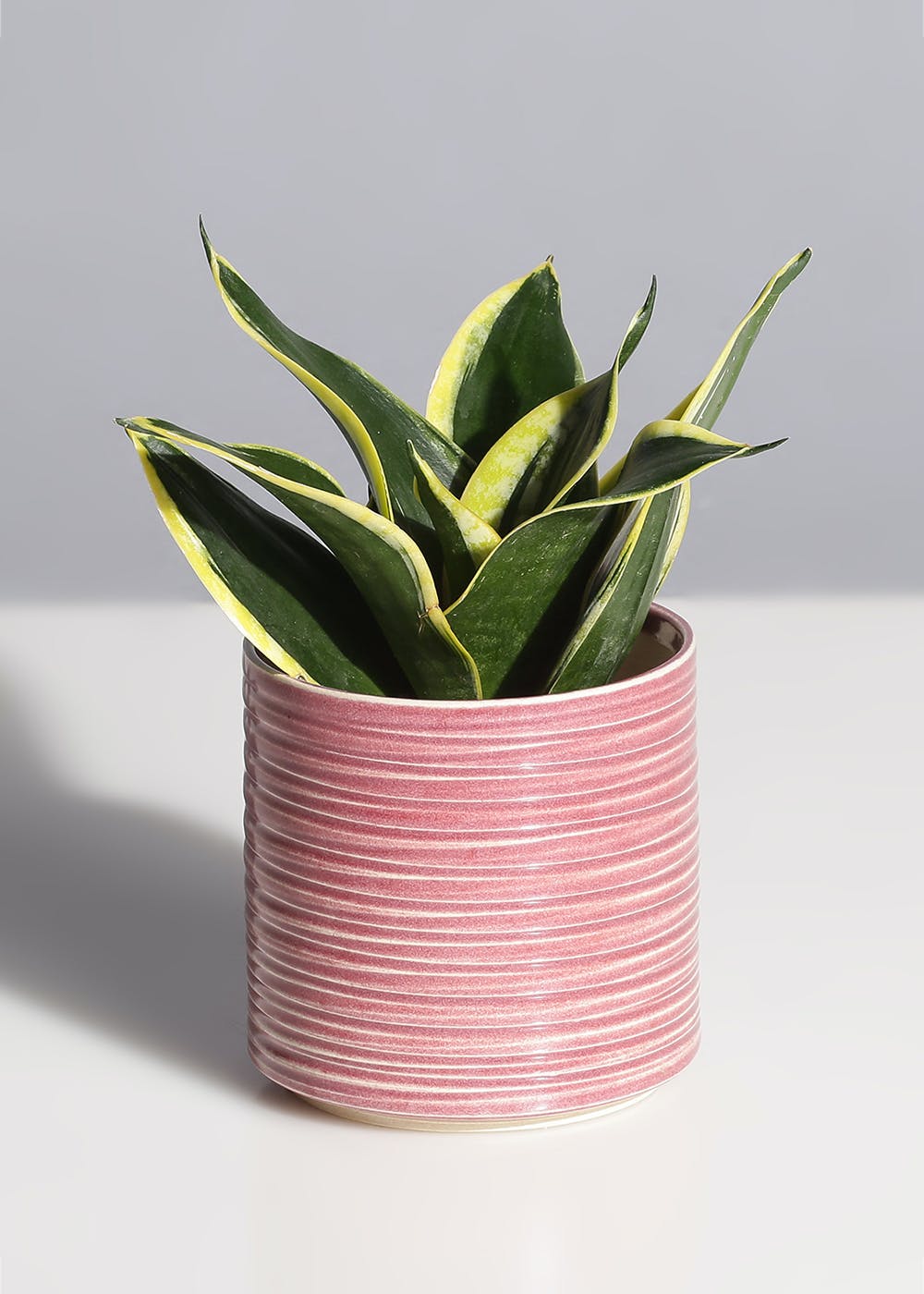 Get Ibis - Textured Handmade Ceramic Pot at ₹ 1750 | LBB Shop