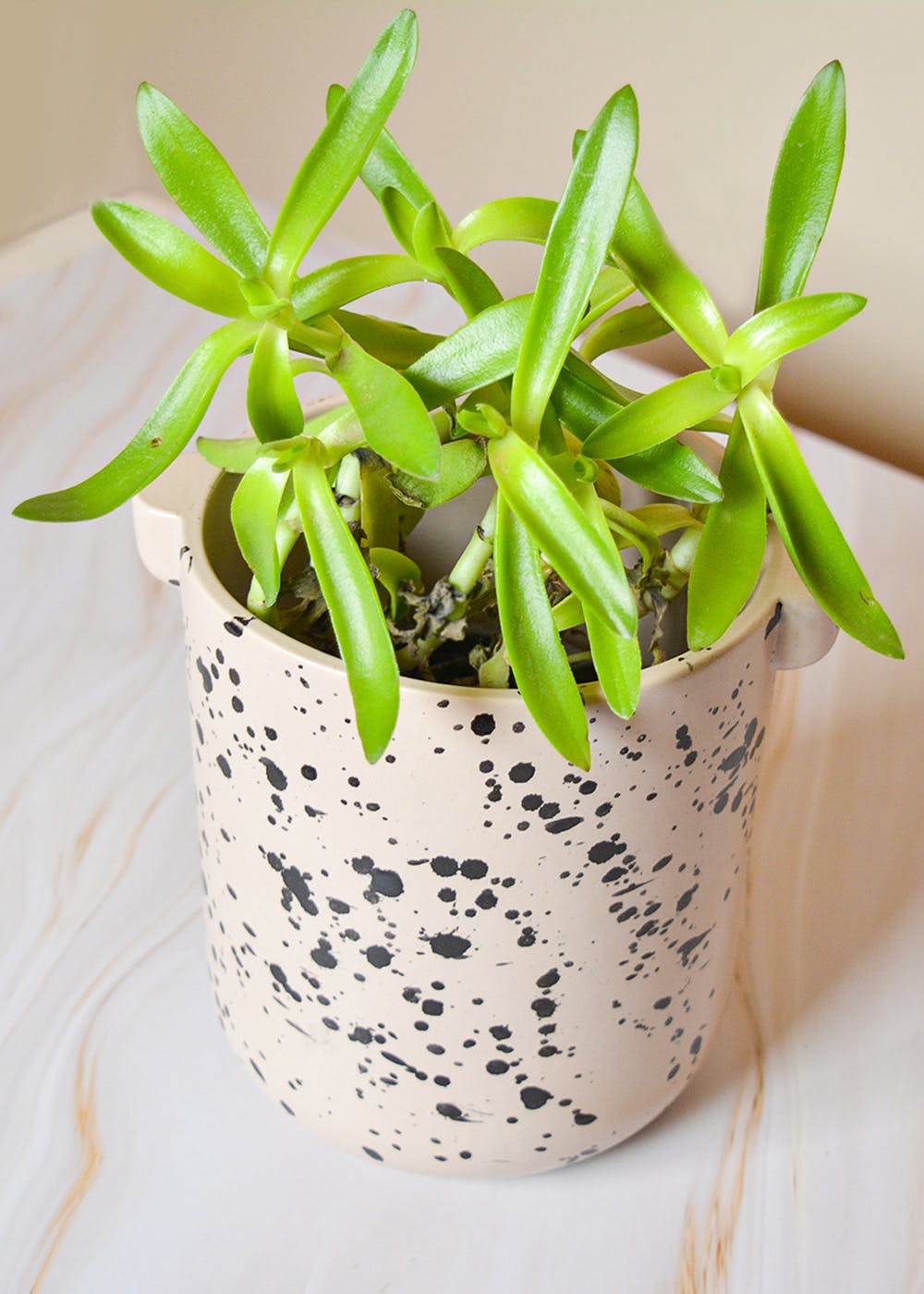 Get Paint Splatter Planter at ₹ 750 | LBB Shop