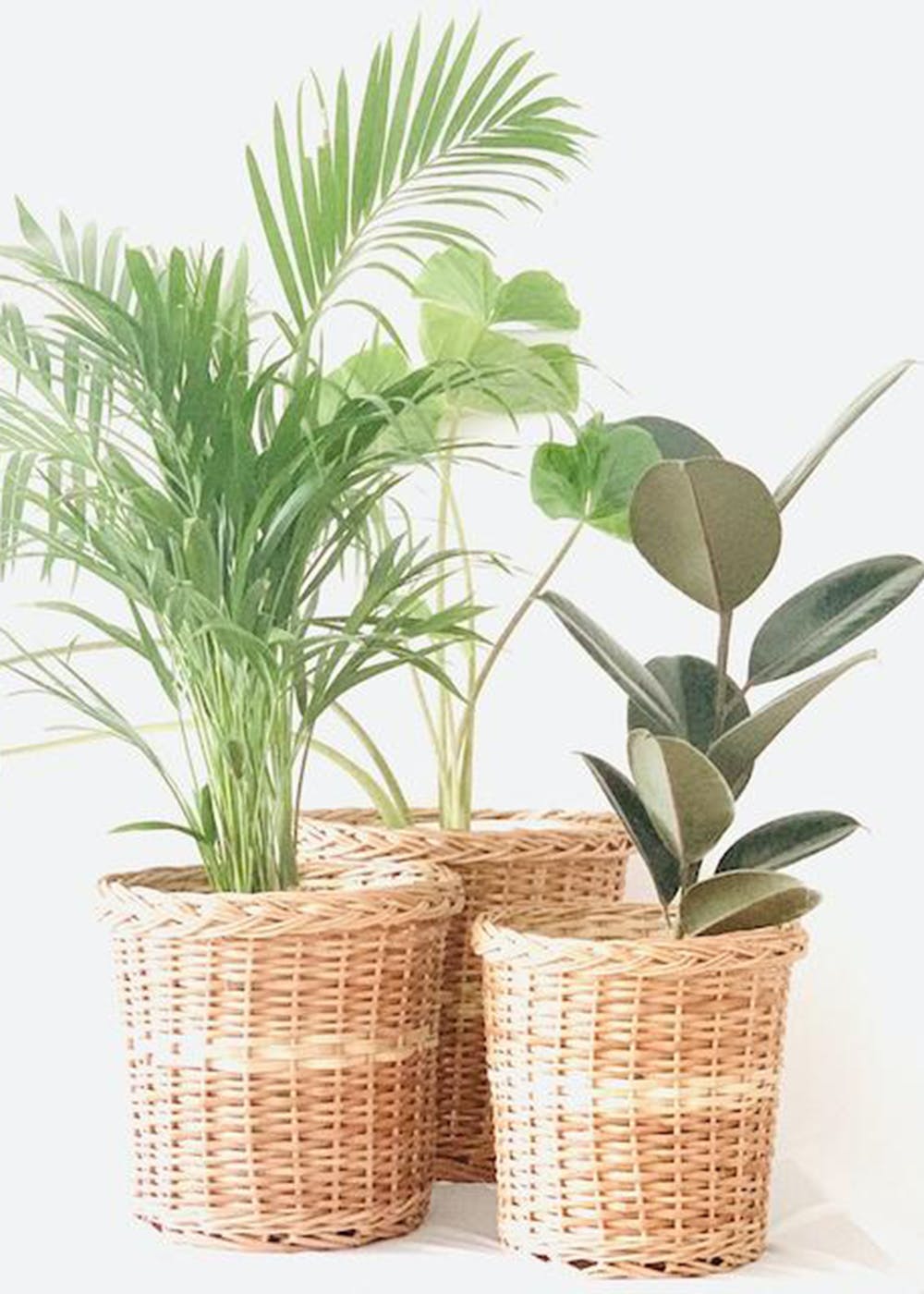 Get Set of 3 Sizes Wicker planter at ₹ 2199 | LBB Shop