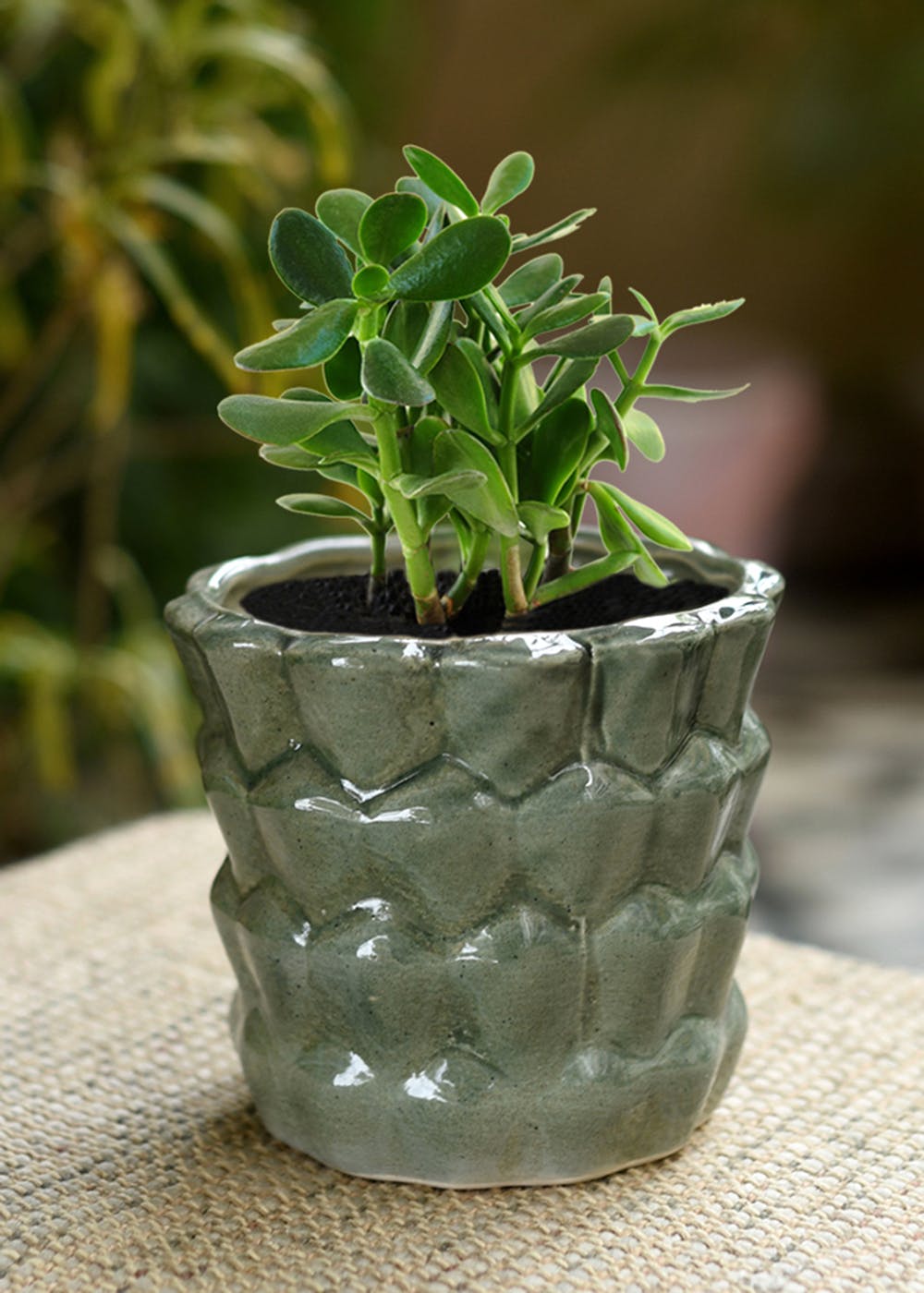 Get Ceramic Glazed Studio Grey Bucket Table Top Planter at ₹ 699 | LBB Shop