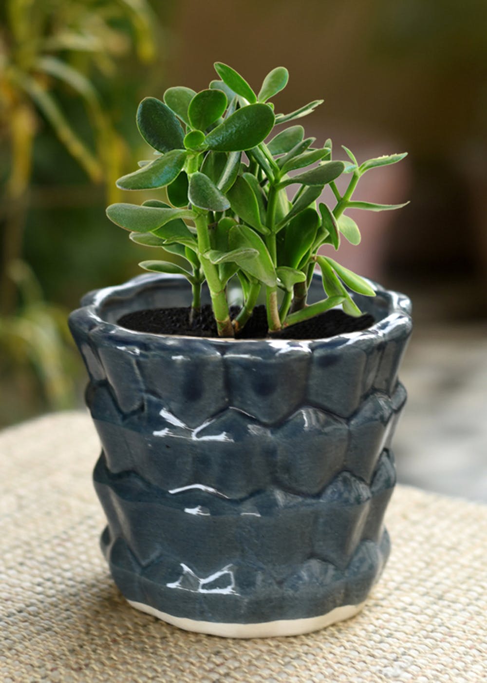 Get Ceramic Glazed Studio Blue Bucket Table Top Planter at ₹ 699 | LBB Shop