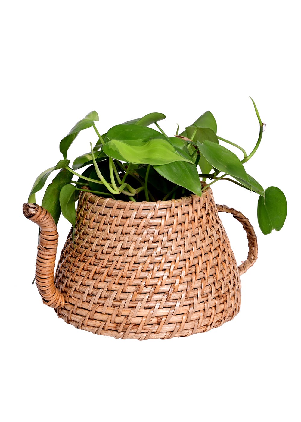 Get Handmade Natural Cane Kettle Planter - 25x18x12 cm at ₹ 1499 | LBB Shop