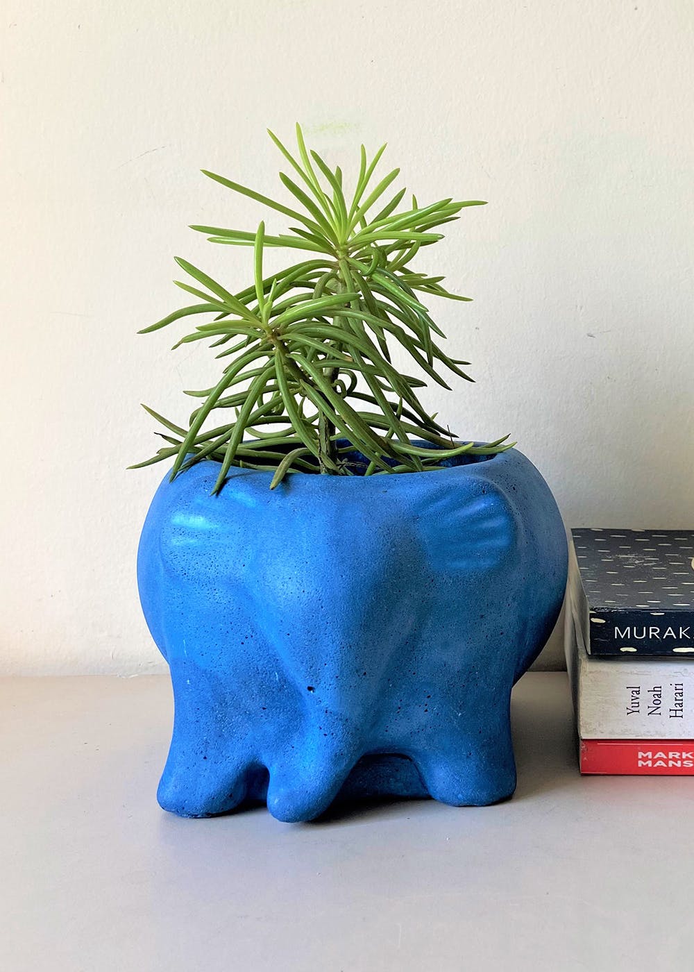 Get Sweet tooth- Elephant Concrete Planter at ₹ 1250 | LBB Shop