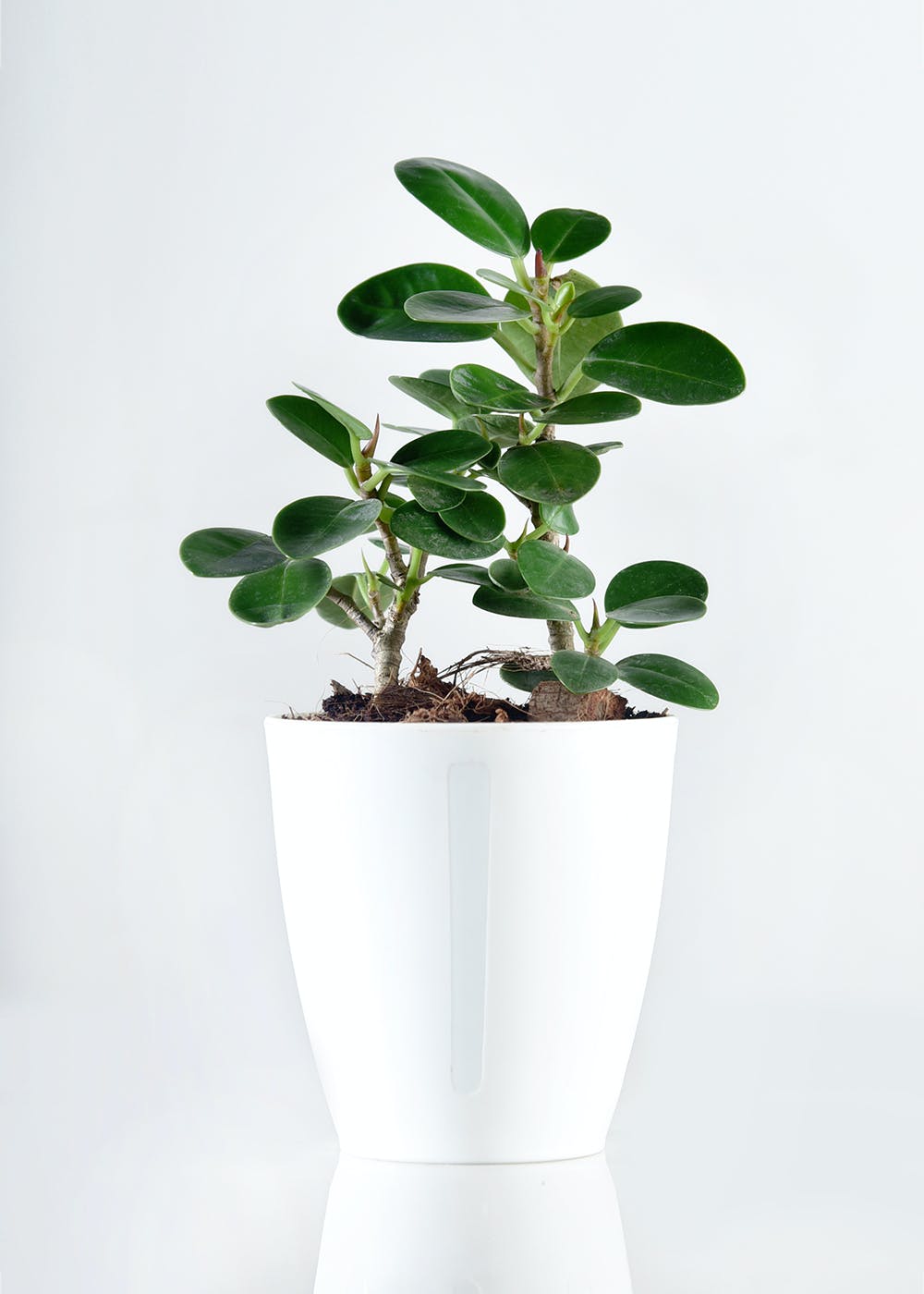 Get Ficus Dwarf - Live Plant at ₹ 490 | LBB Shop