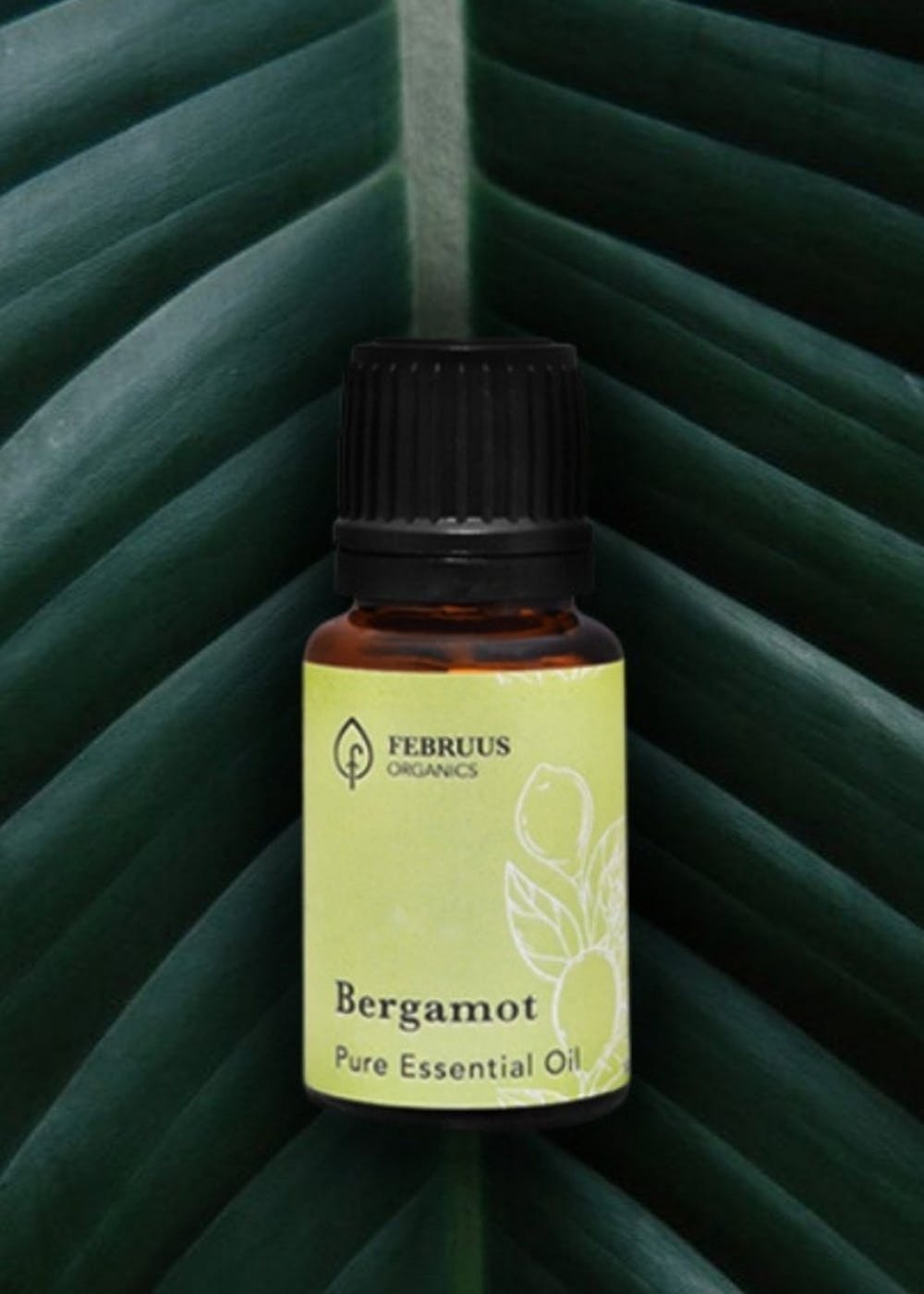 Get Bergamot Pure Essential Oil - 10 ml at ₹ 350 | LBB Shop