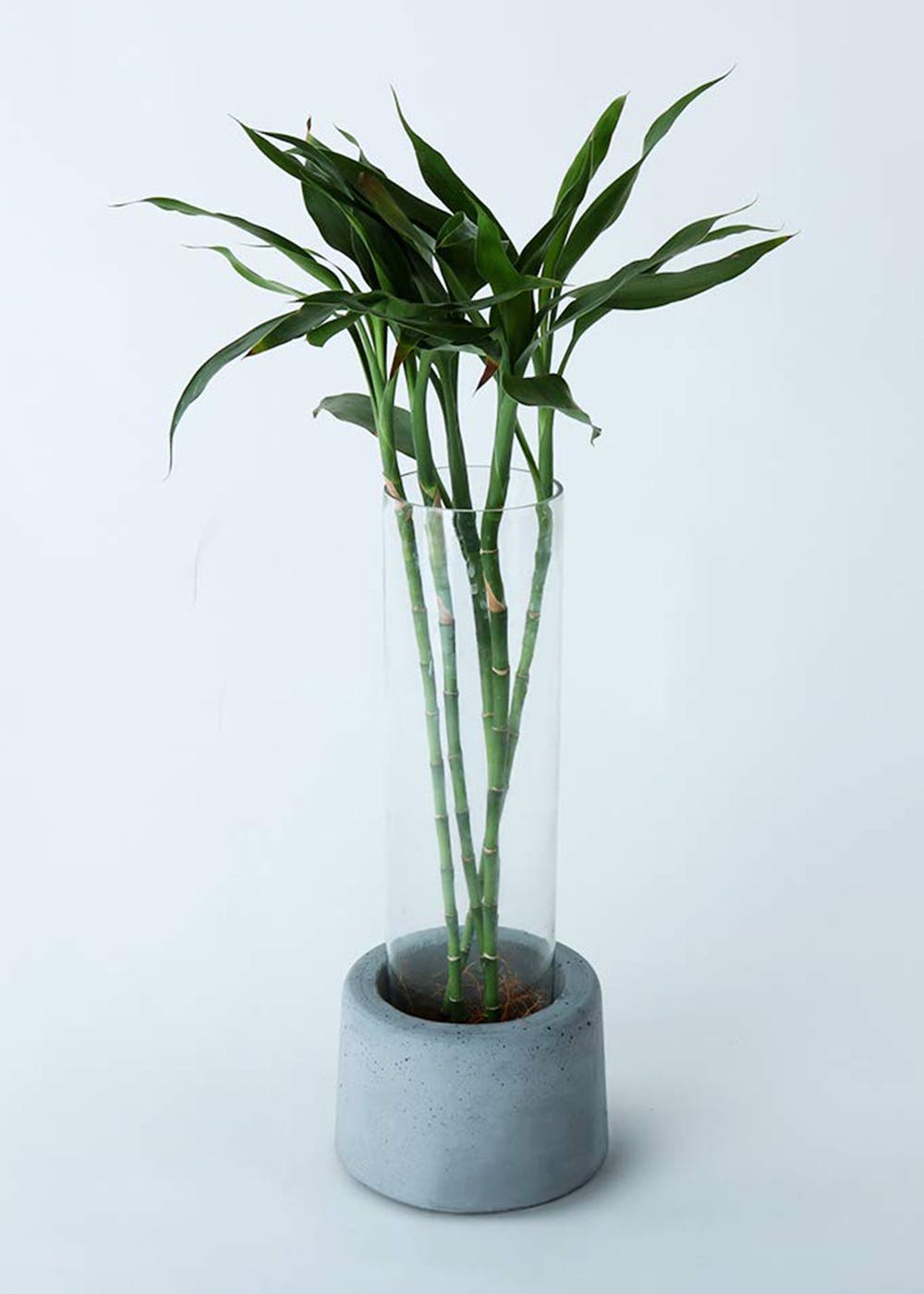 Get Concrete Handcrafted Big Floor/Table Planter at ₹ 2500 | LBB Shop