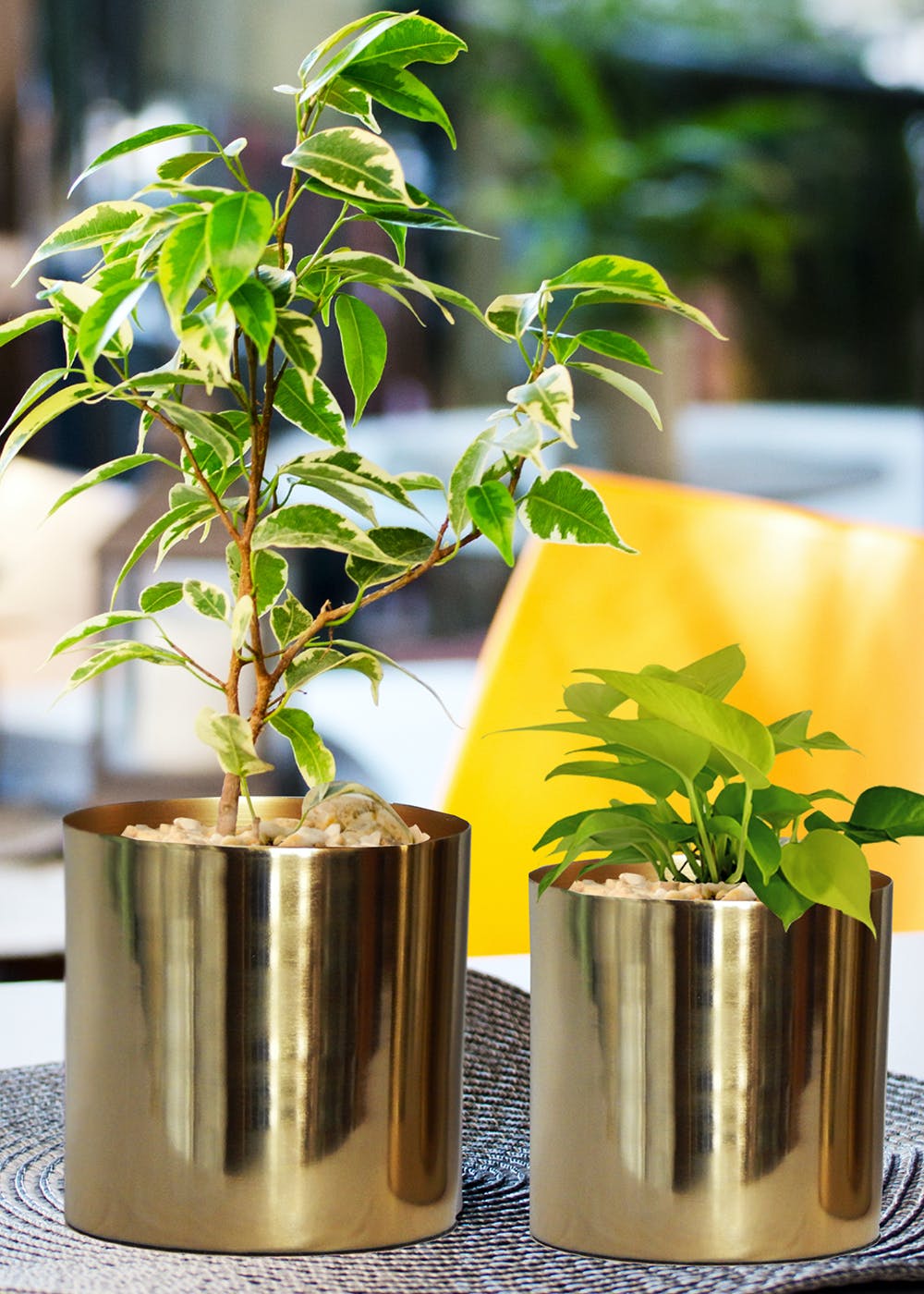 Get Golden Metal Plant Pot Set at ₹ 955 | LBB Shop