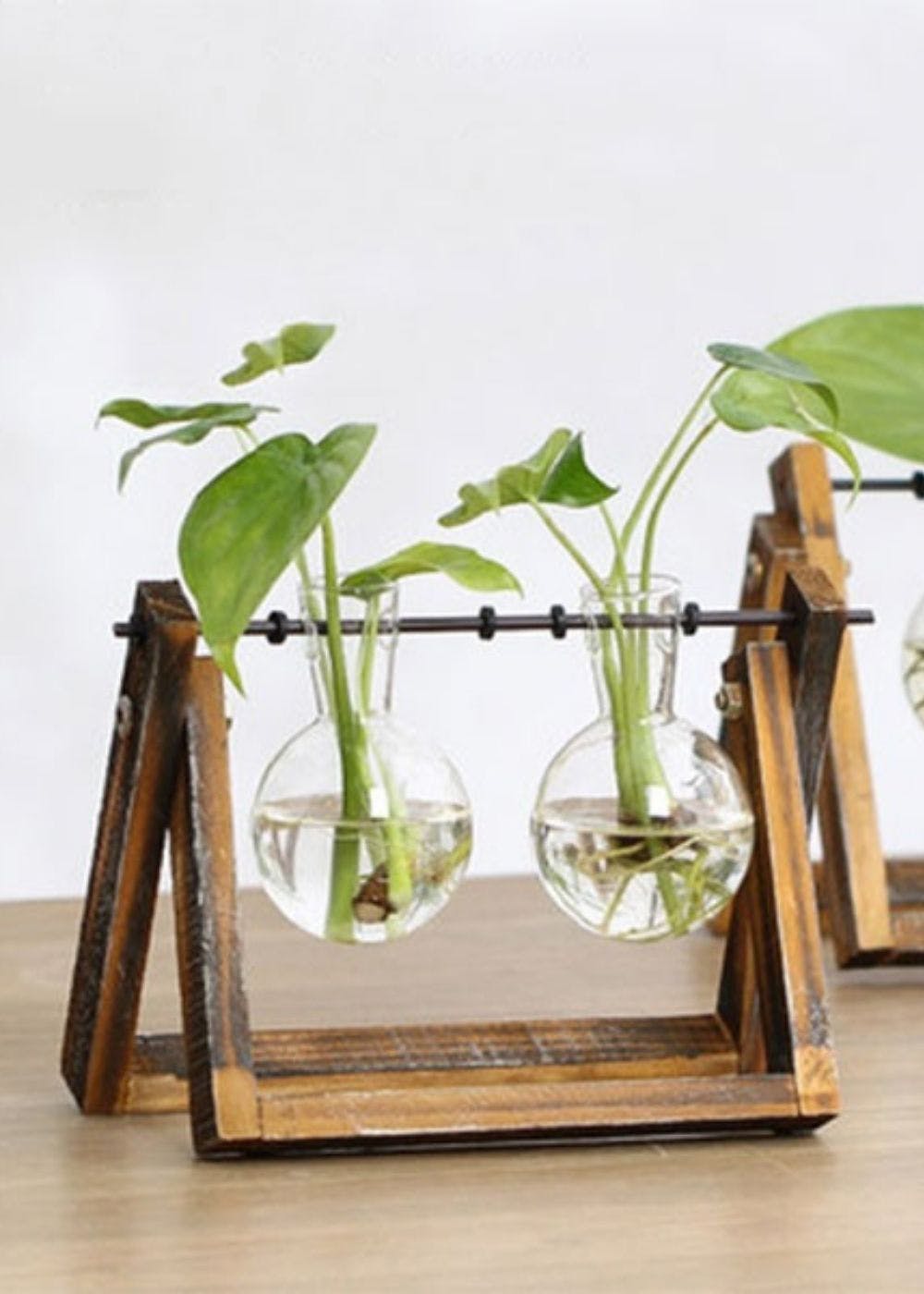 Get Hydropendulum Vase- 2 Pots at ₹ 1412 | LBB Shop