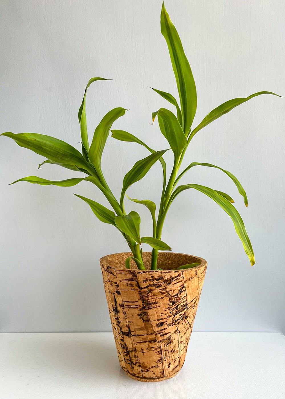 Get Cork Texture Cone Planter at ₹ 329 | LBB Shop