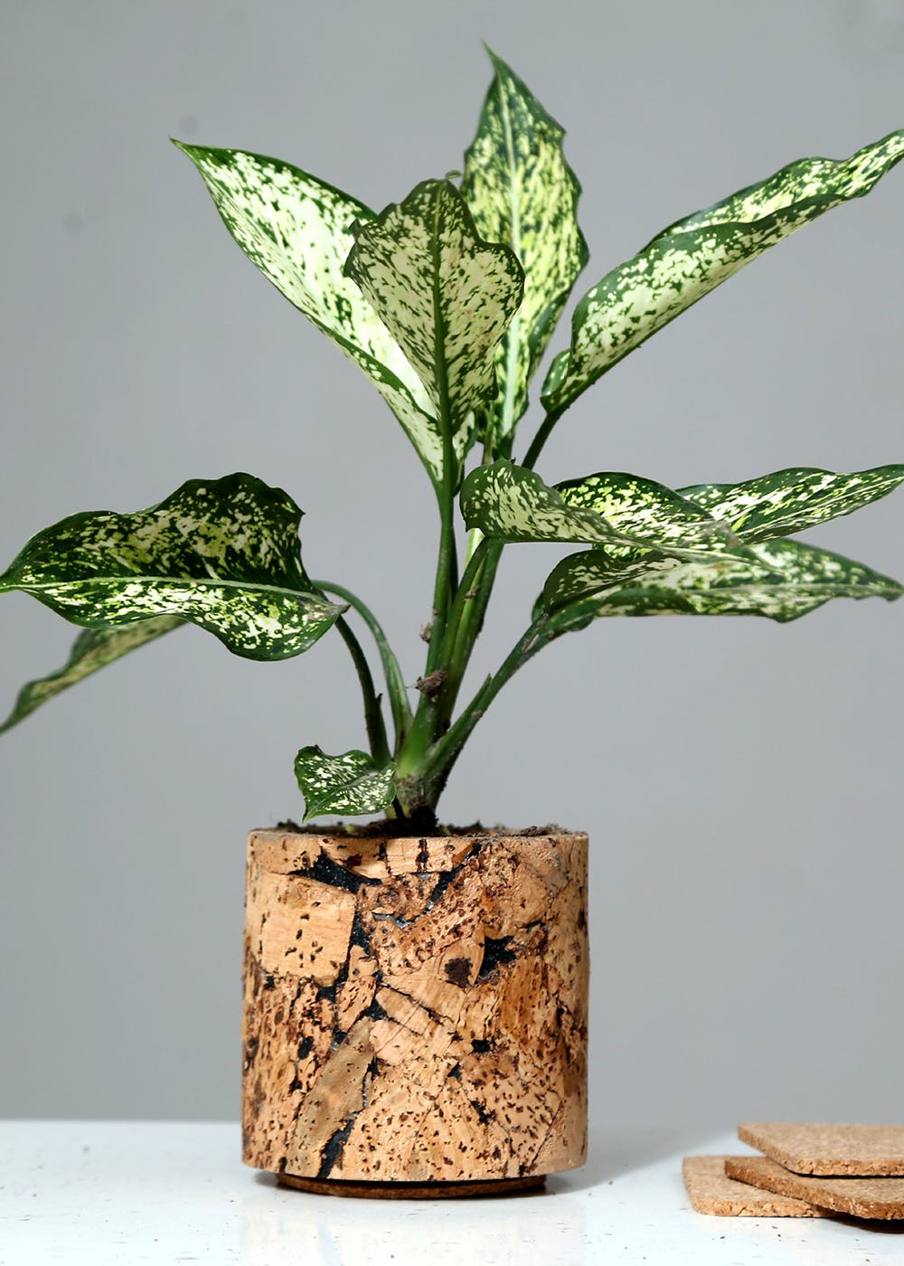 Get Cork Planter Abstract Round at ₹ 549 | LBB Shop