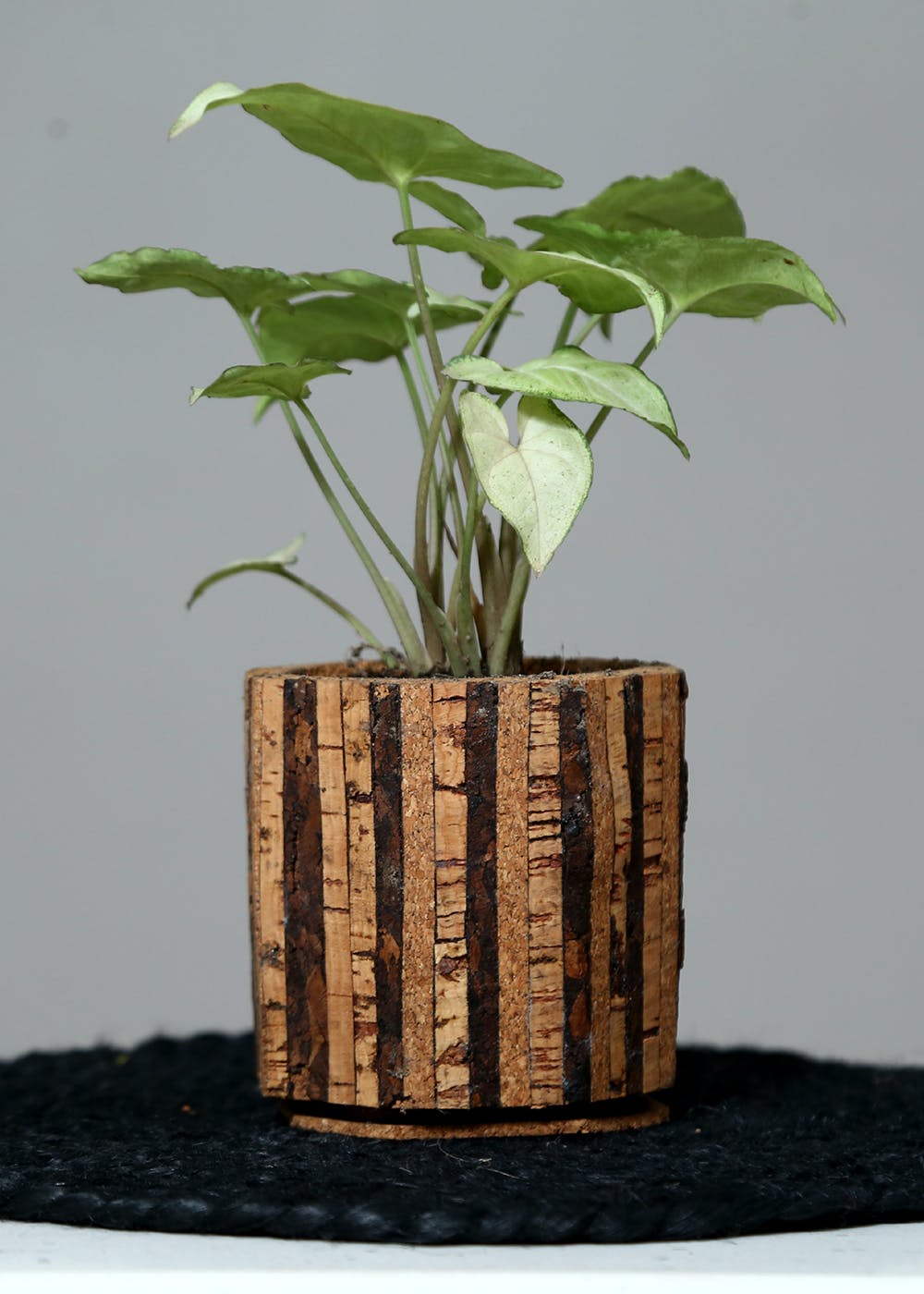 Get Striped Cork Planter at ₹ 549 | LBB Shop