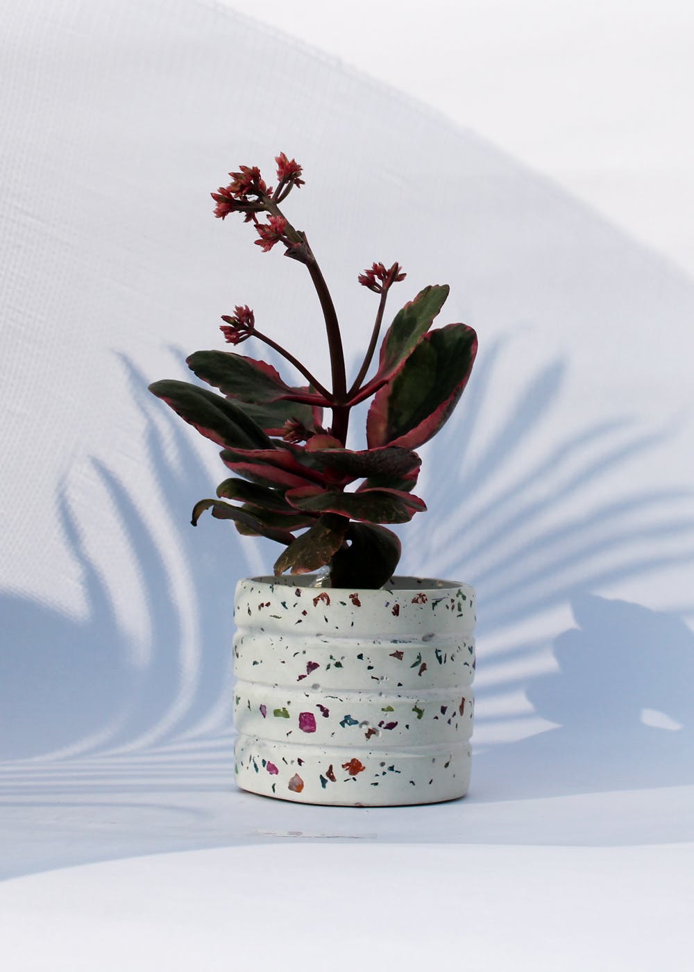 Get Zapin Neon Terrazzo Concrete Table Planter at ₹ 600 | LBB Shop