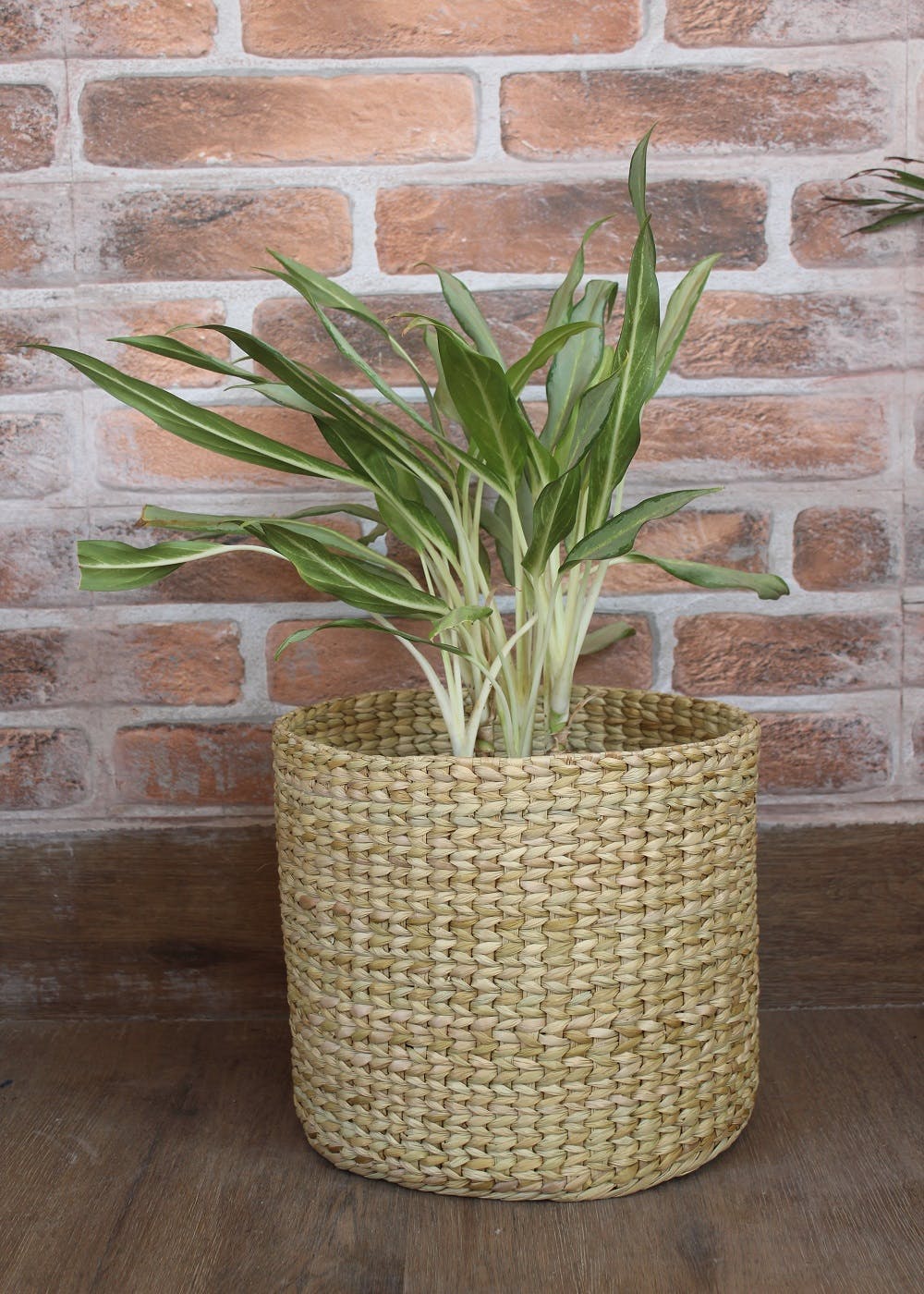 Get Kauna Planter- Plain Jane at ₹ 950 | LBB Shop