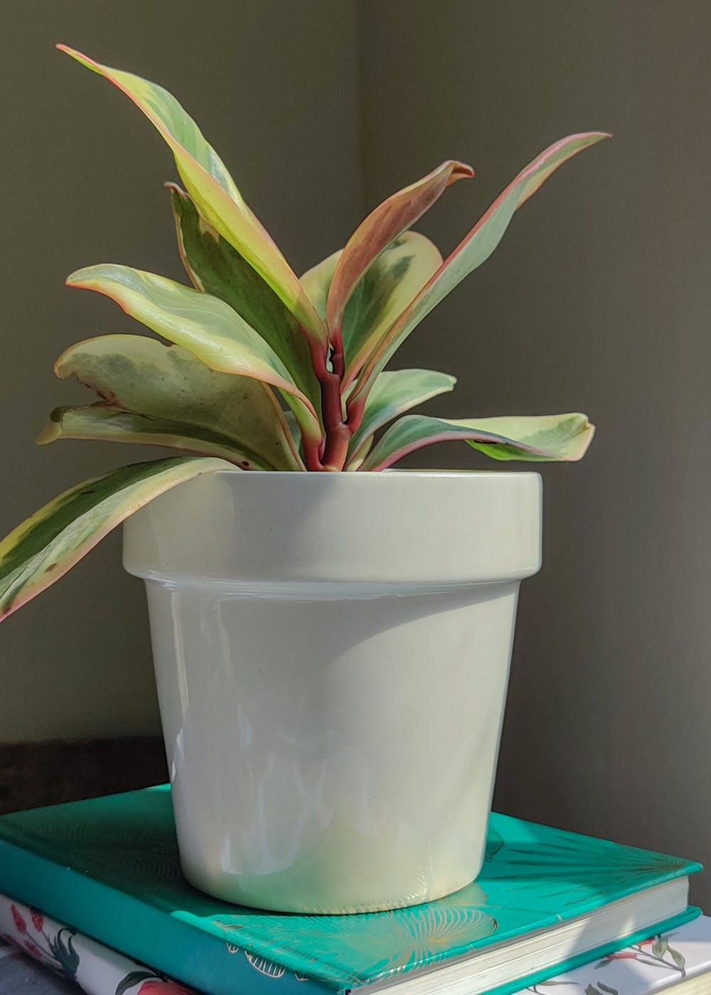 Get Iris Planter at ₹ 356 | LBB Shop