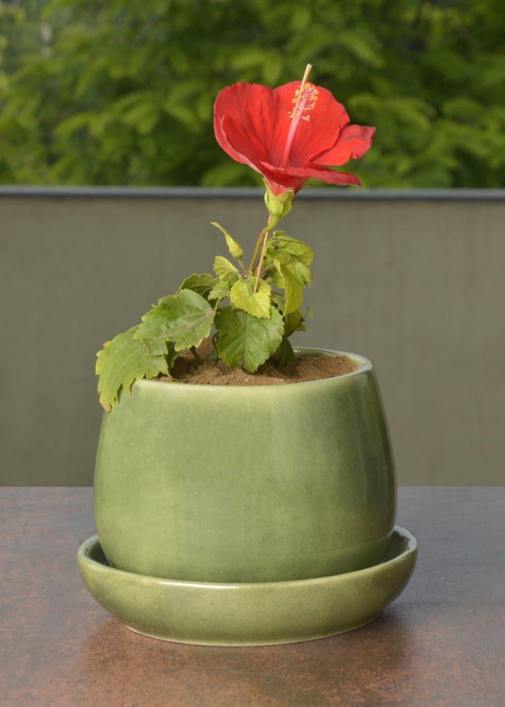 Get Hand Painted Ceramic Planter Pot with Tray at ₹ 550 | LBB Shop