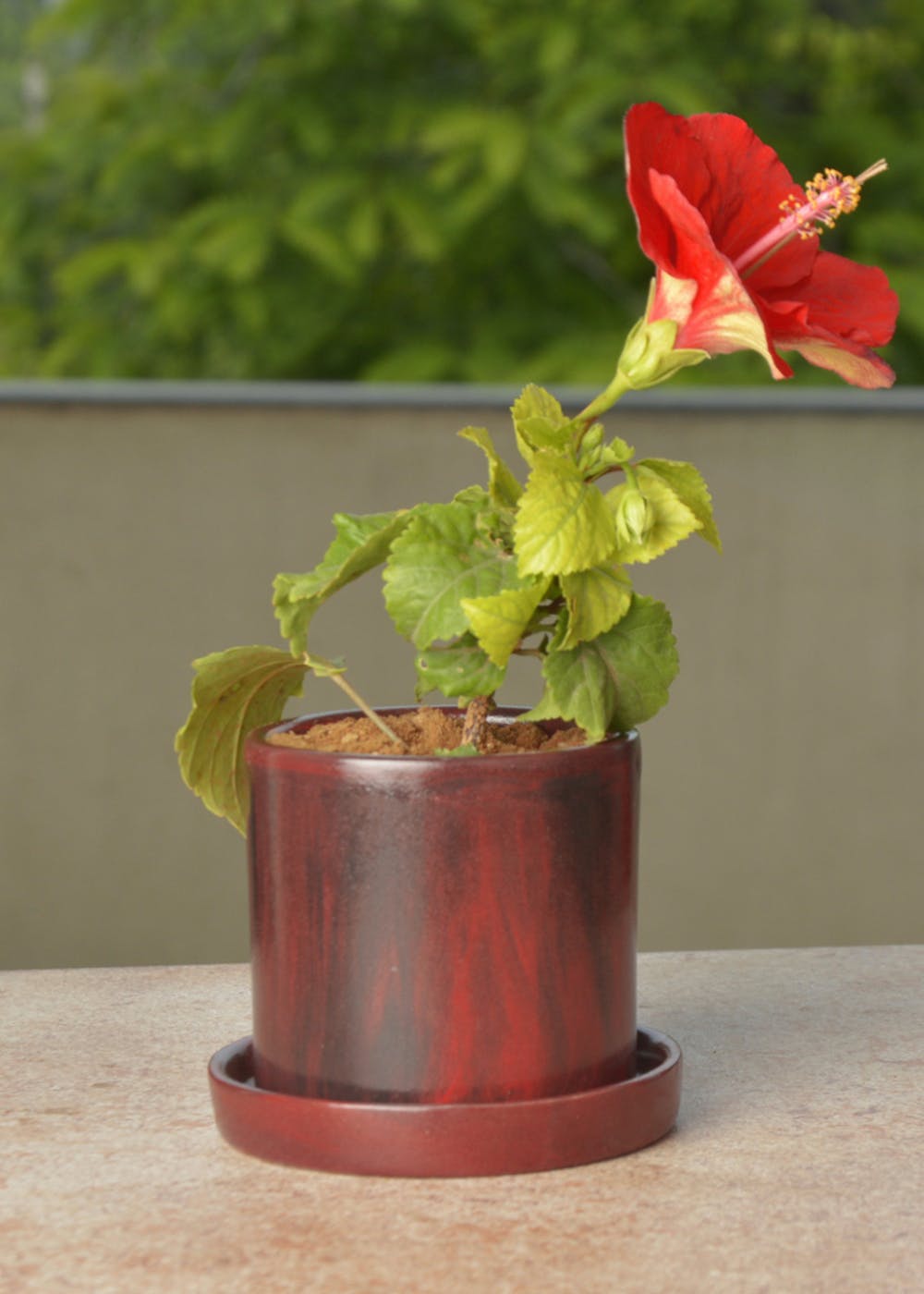 Get Hand Painted Ceramic Planter Pot with Tray - Cherry Red and Black ...