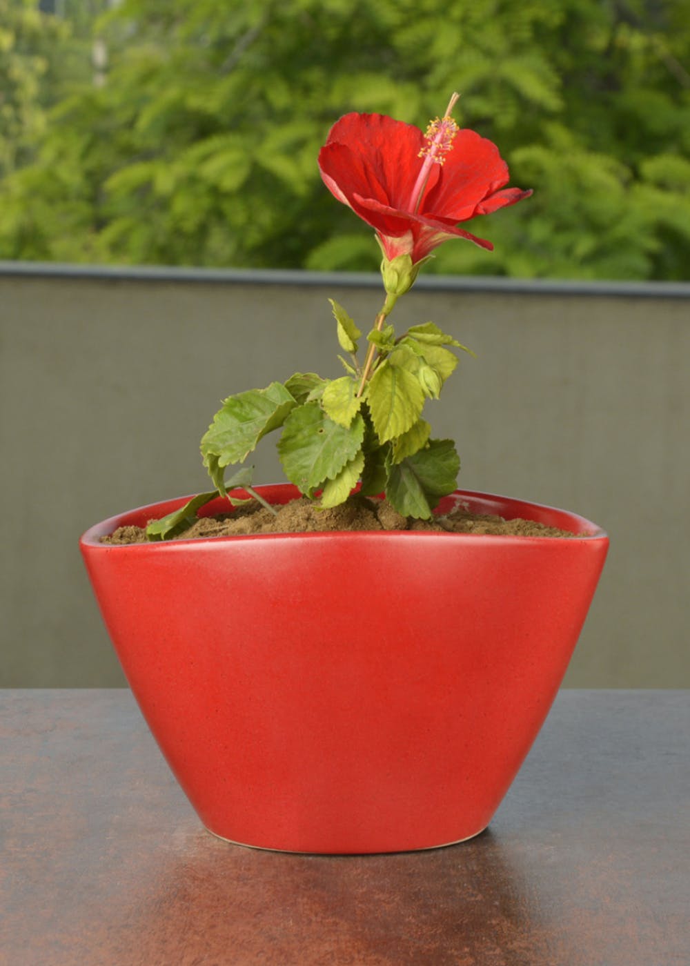 Get Hand Painted Ceramic Planter Pot - Red at ₹ 695 | LBB Shop