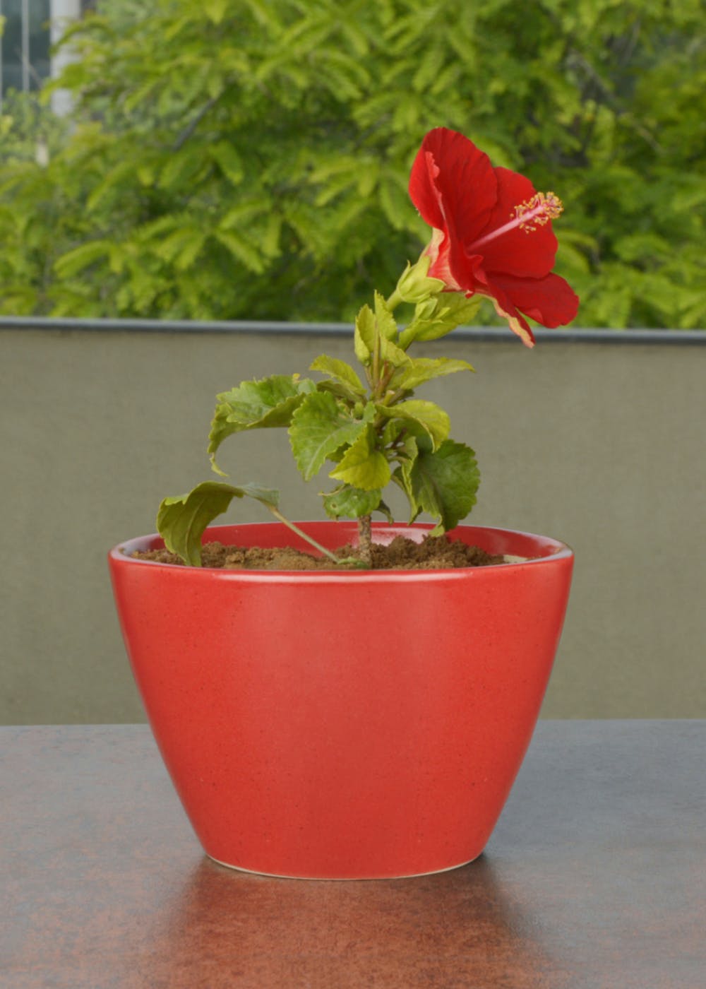 Get Round Hand Painted Ceramic Planter Pot - Red at ₹ 695 | LBB Shop