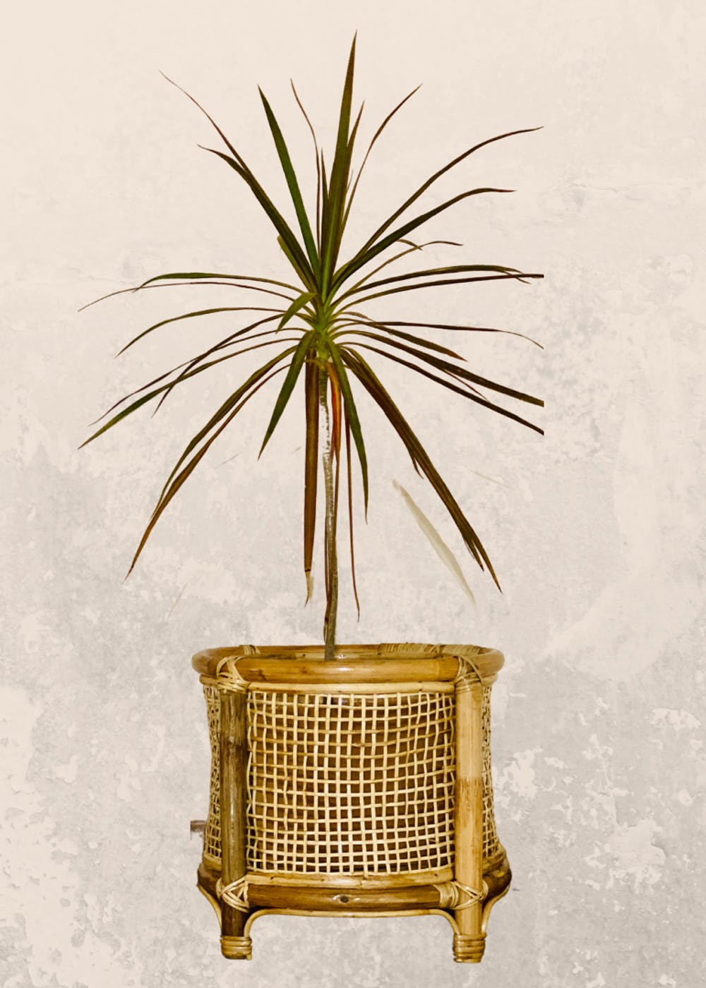 Get Checkered Pattern Circular Cane Planter at ₹ 2800 | LBB Shop