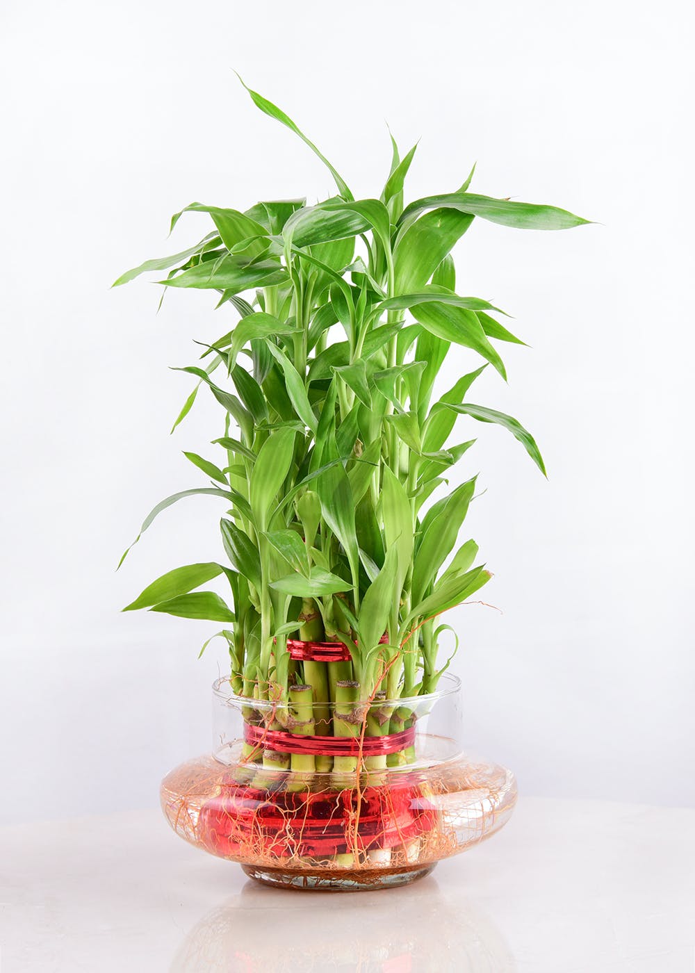 Get 3 Layer Lucky Bamboo - Live Plant at ₹ 610 | LBB Shop