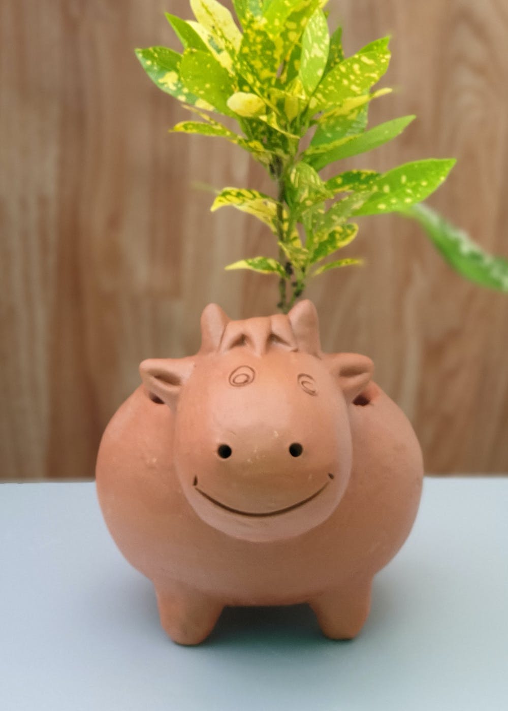 Get Terracotta Hippo Planter at ₹ 599 | LBB Shop