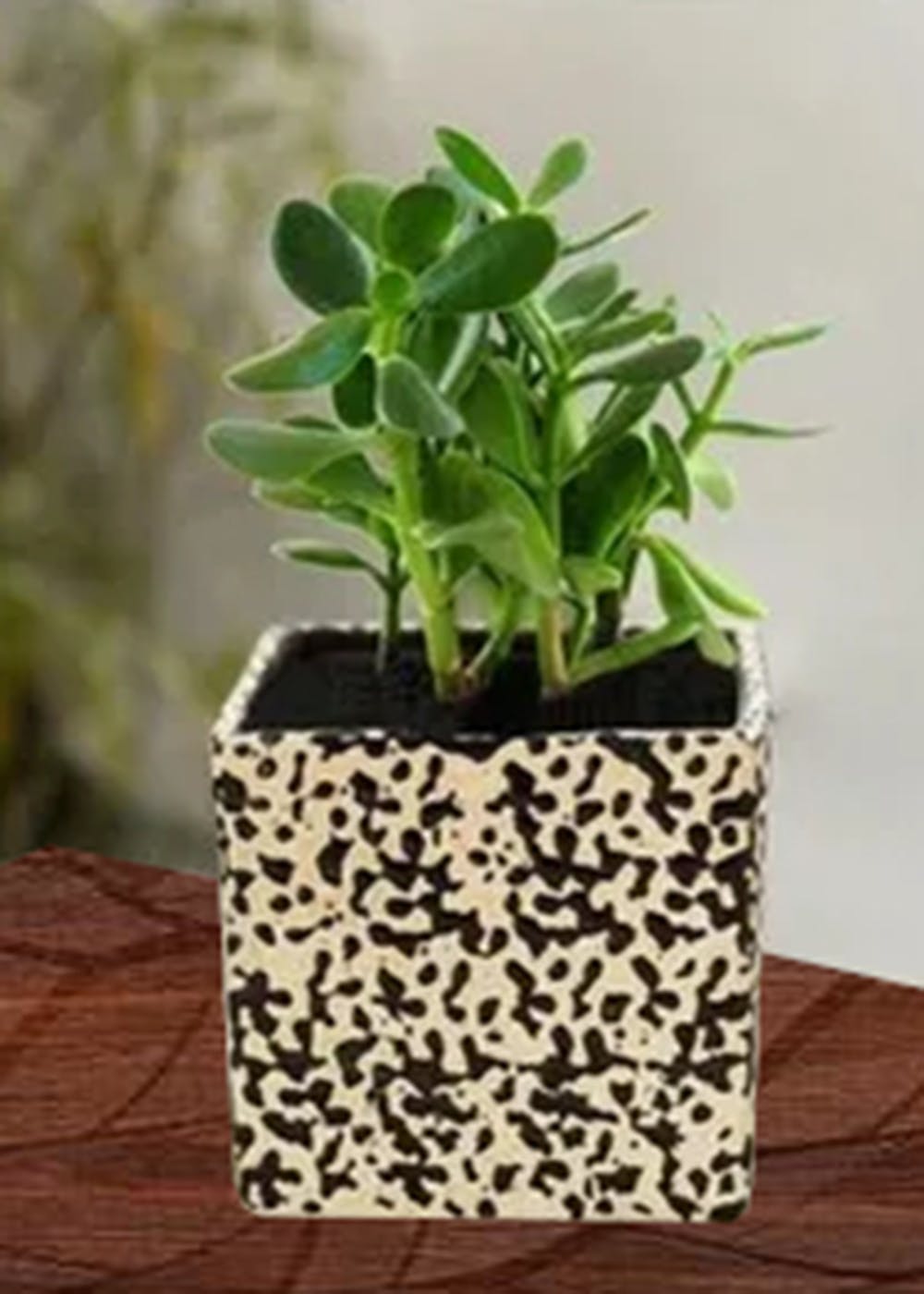 Get Ceramic Planter Square Shaped Indoor Planter at ₹ 379 | LBB Shop