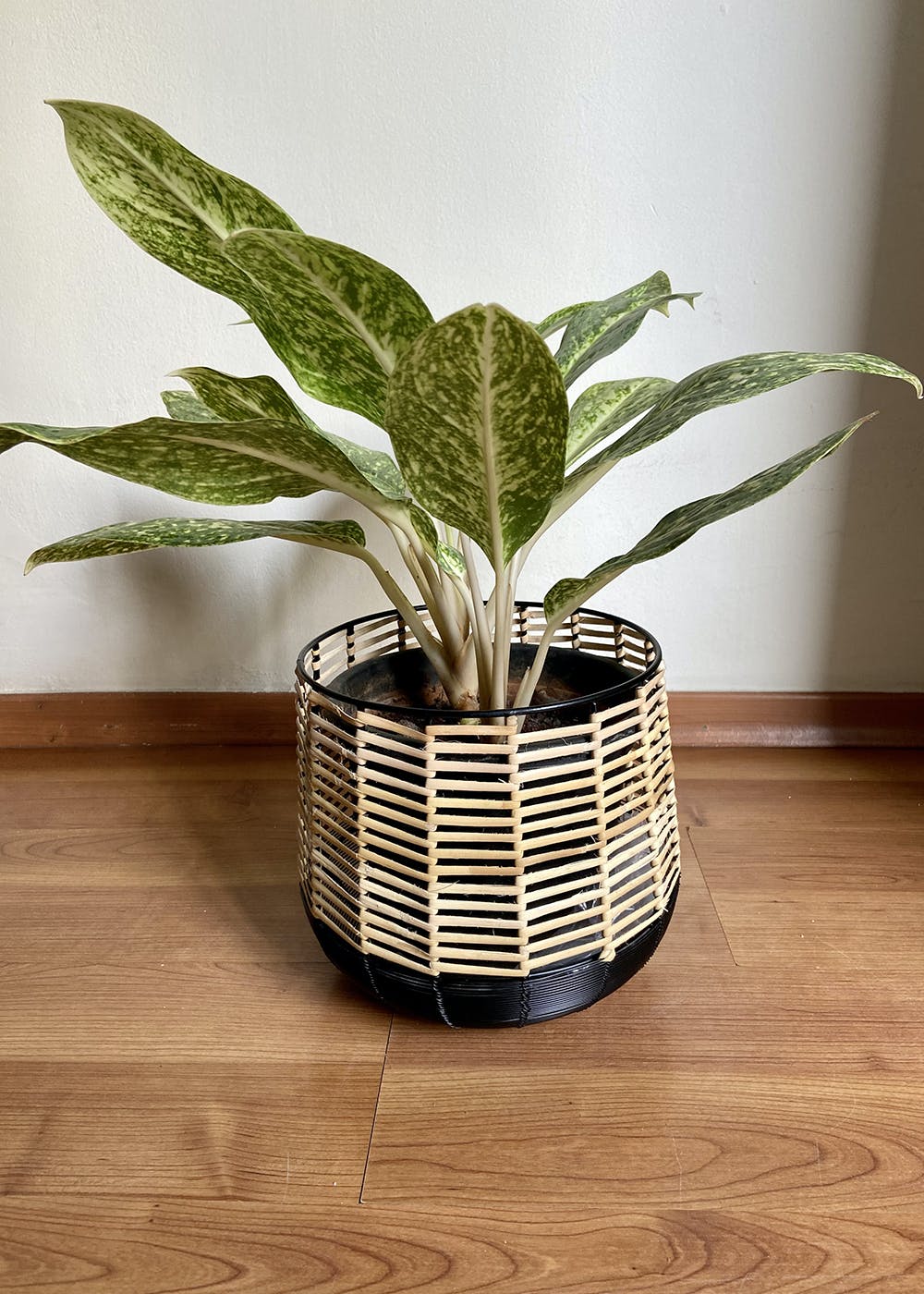 Get Noir Cane Planter at ₹ 2050 | LBB Shop