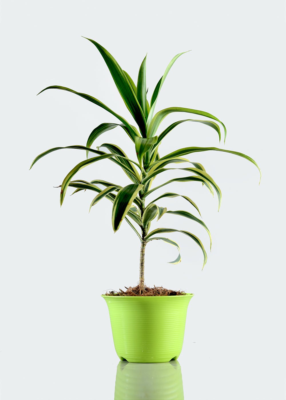 Get Song of India - Live Plant at ₹ 330 | LBB Shop