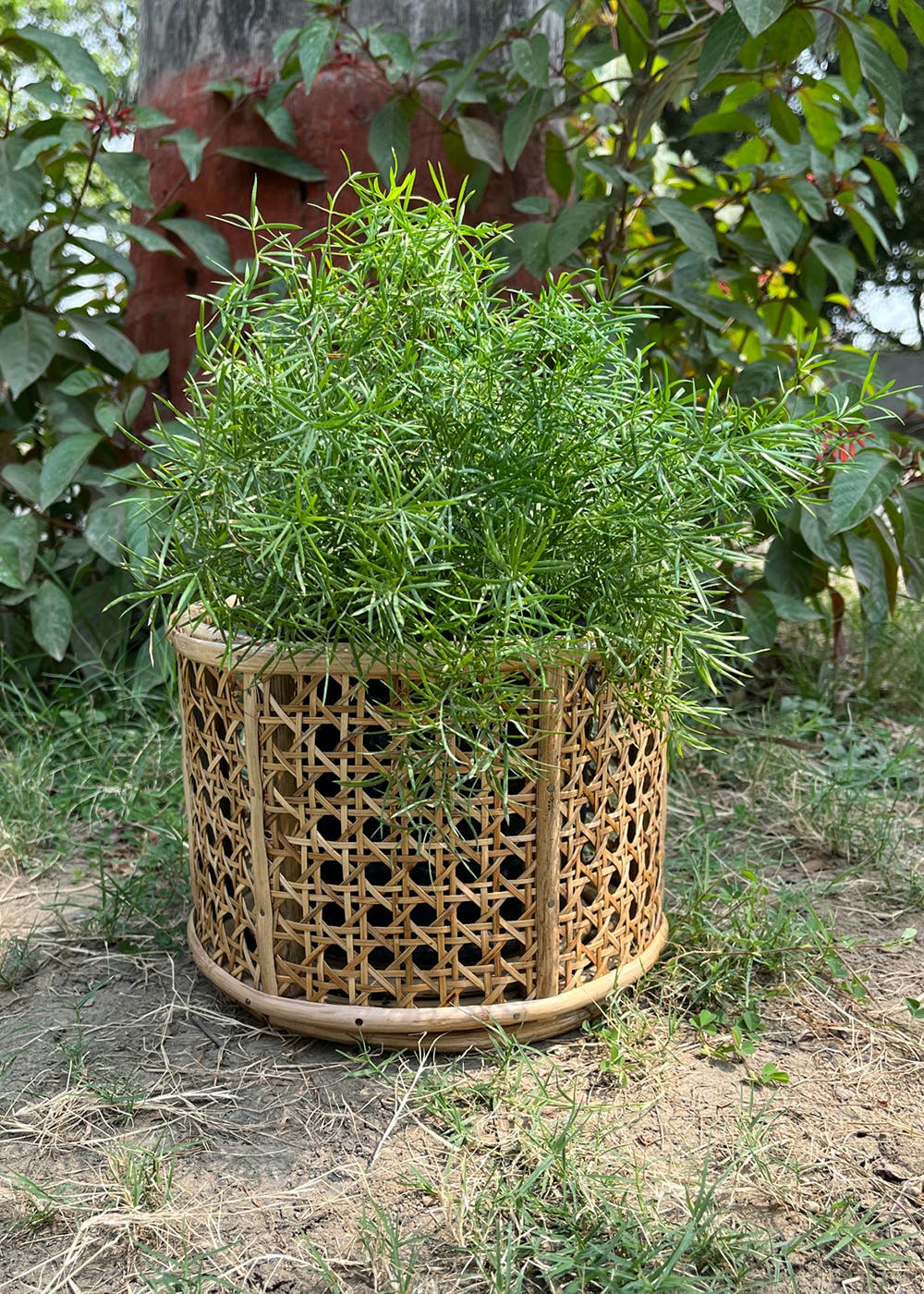 Get Jaal Design Cane Planter Pot at ₹ 1499 | LBB Shop