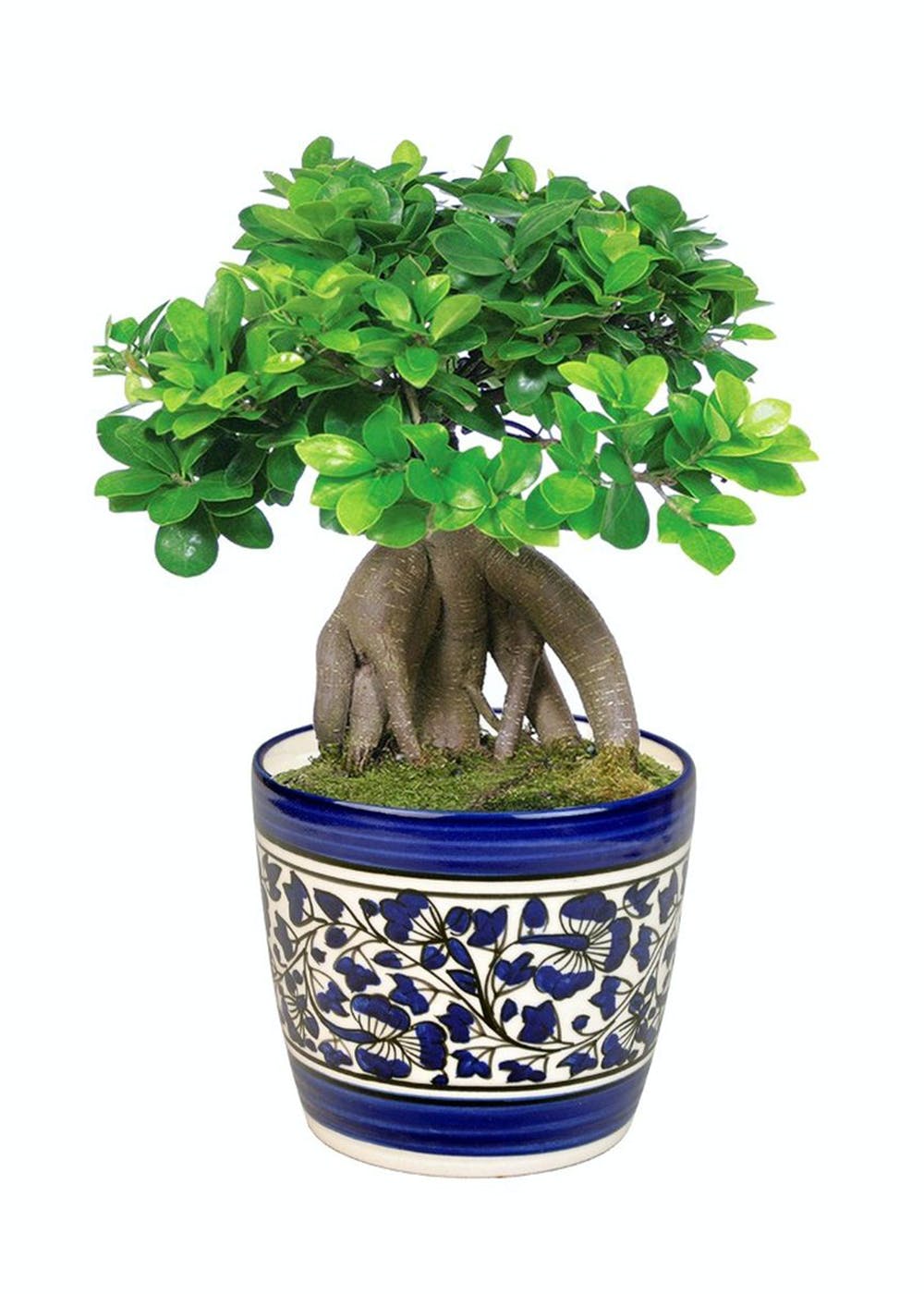Get Ceramic Planter Flower Pot Indoor | Gamla for Plants | Bonsai pots ...