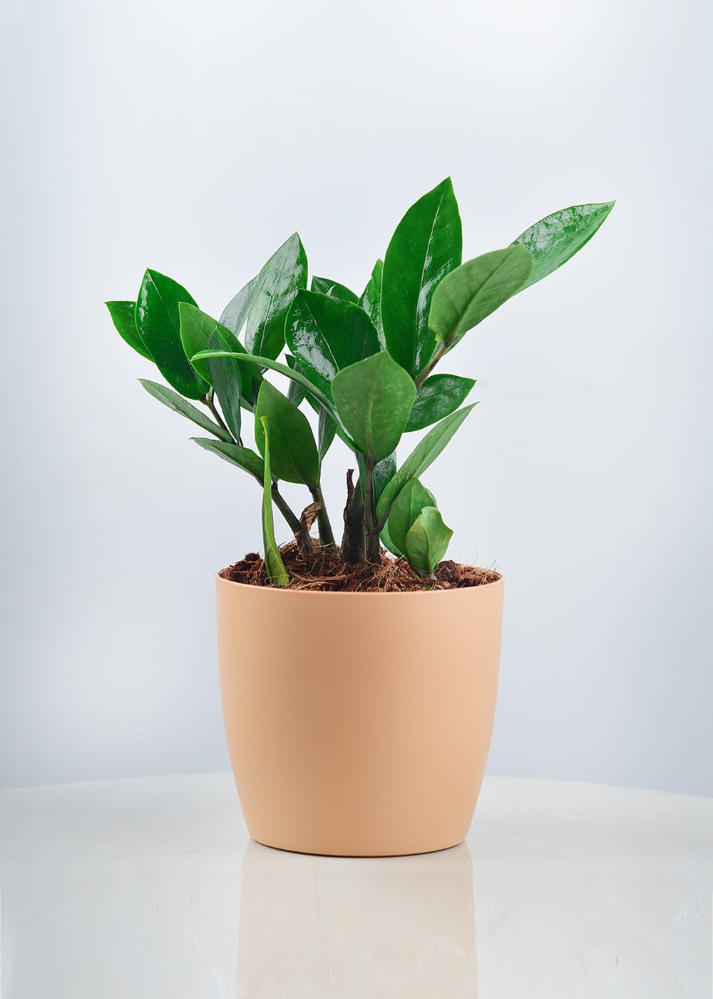 Get Zamioculcas (ZZ Plant) - Live Plant at ₹ 390 | LBB Shop